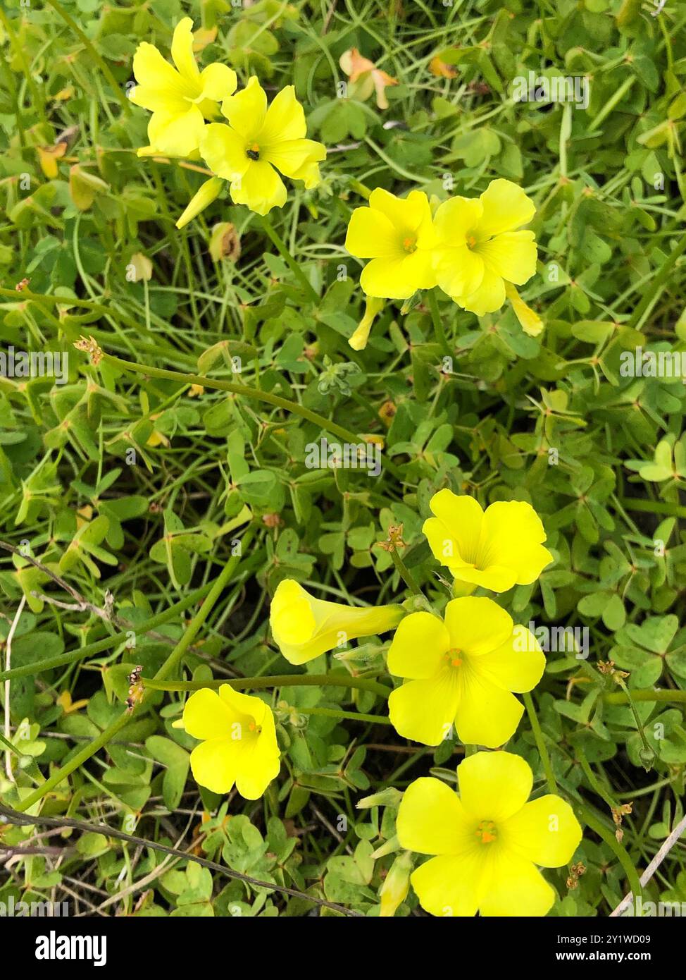 Bermuda buttercup (Oxalis pes-caprae) Plantae Stock Photo - Alamy