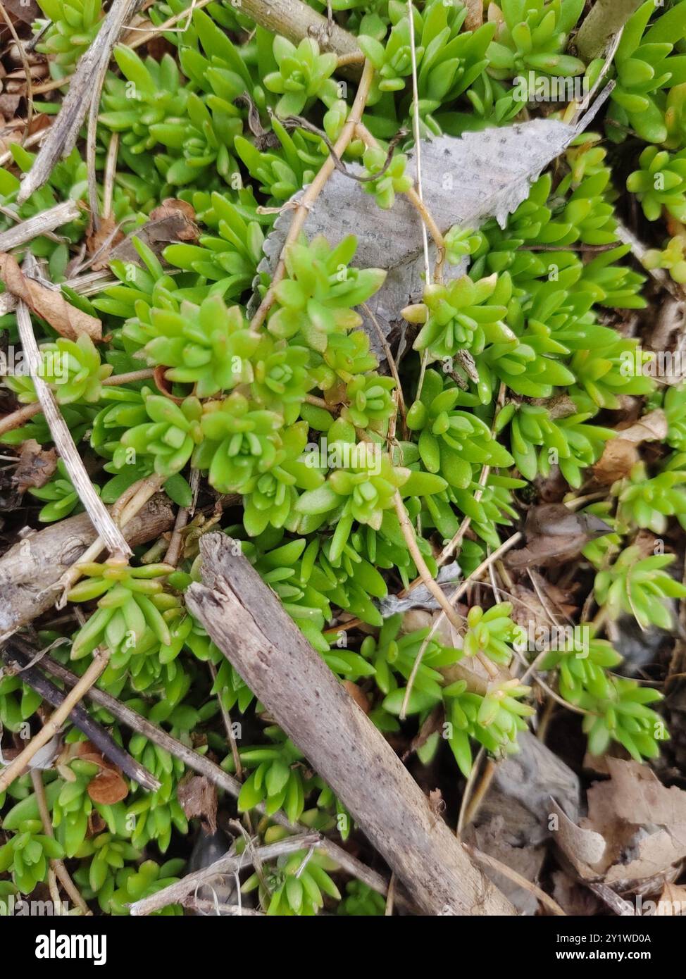 Stringy Stonecrop (Sedum sarmentosum) Plantae Stock Photo - Alamy