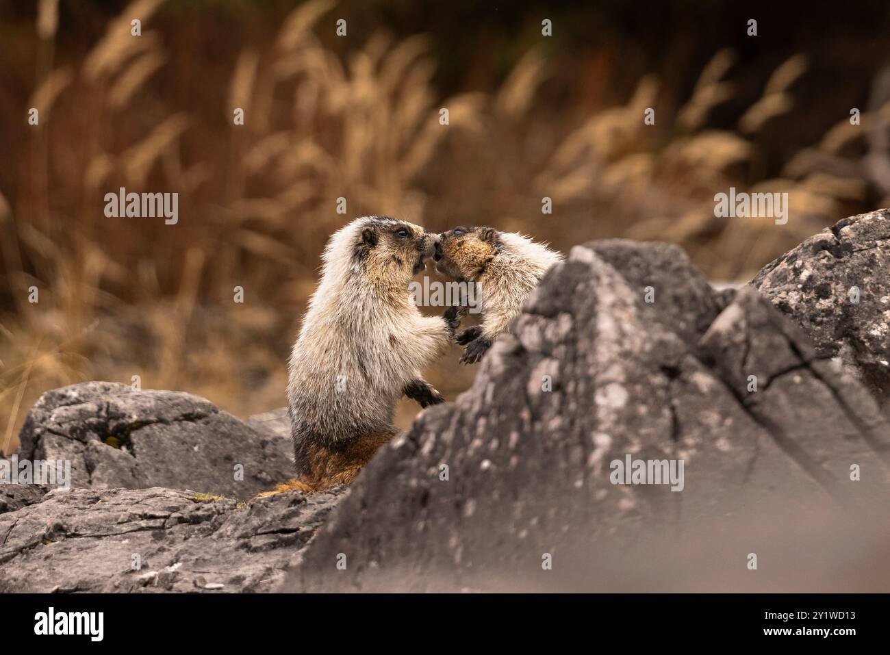 Marmota fighting hi-res stock photography and images - Alamy