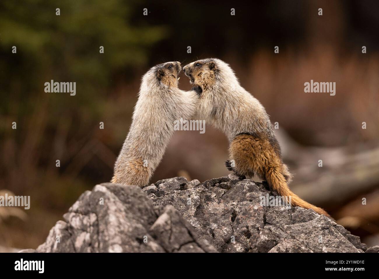 Fighting marmots hi-res stock photography and images - Alamy