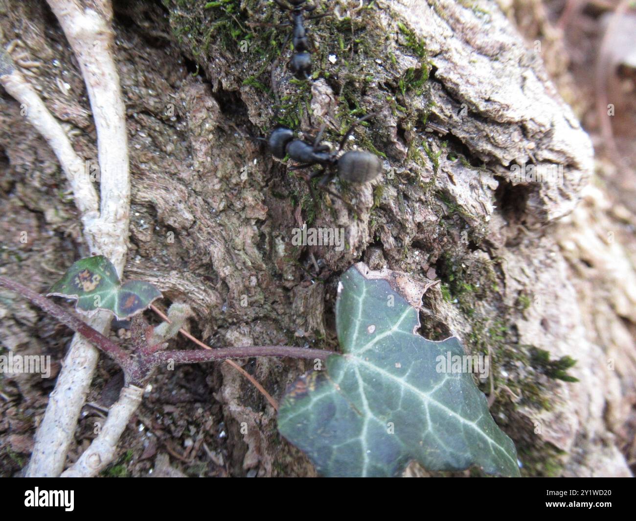 Eastern Black Carpenter Ant (Camponotus pennsylvanicus) Insecta Stock ...