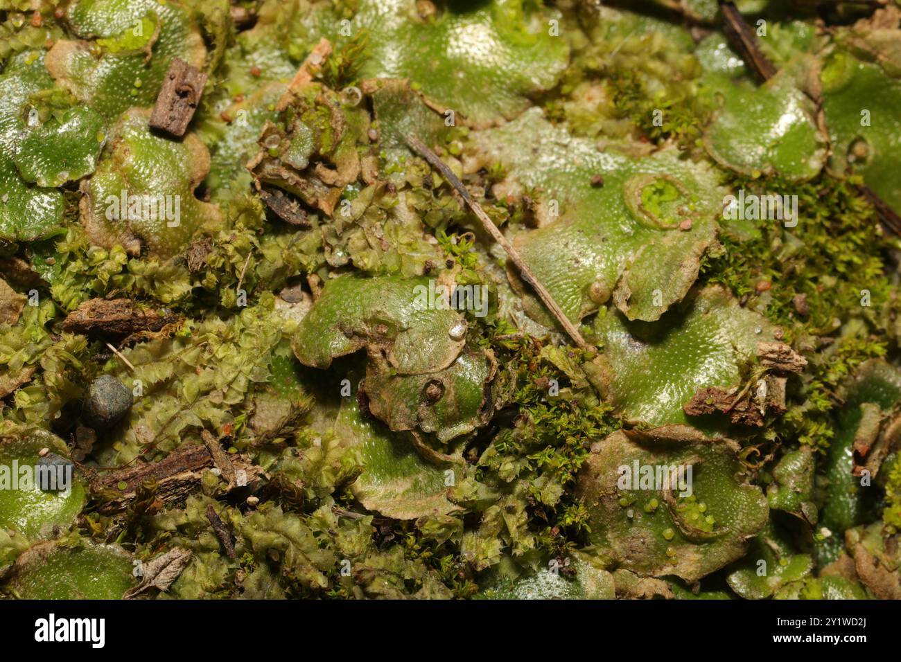 Crescent-cup liverwort (Lunularia cruciata) Plantae Stock Photo - Alamy