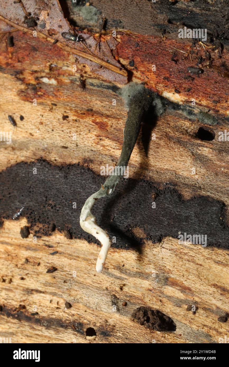 Candlesnuff Fungus (Xylaria hypoxylon) Fungi Stock Photo - Alamy