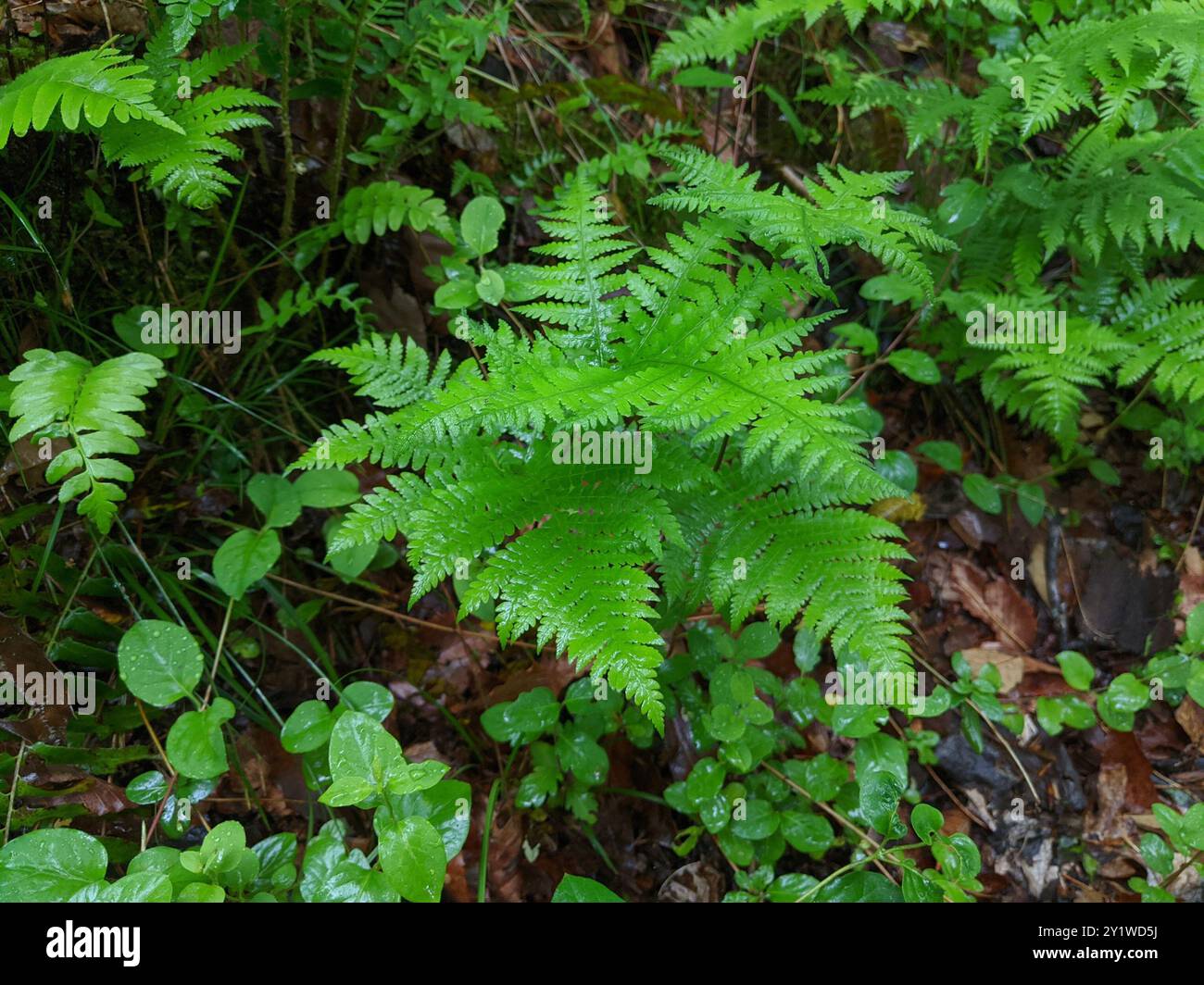 broad beech fern (Phegopteris hexagonoptera) Plantae Stock Photo - Alamy