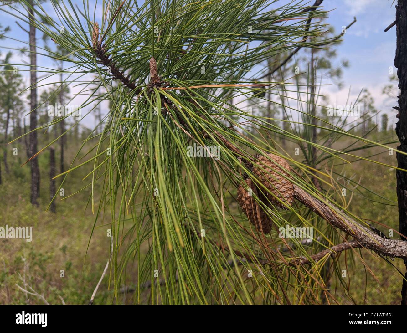 pond pine (Pinus serotina) Plantae Stock Photo - Alamy