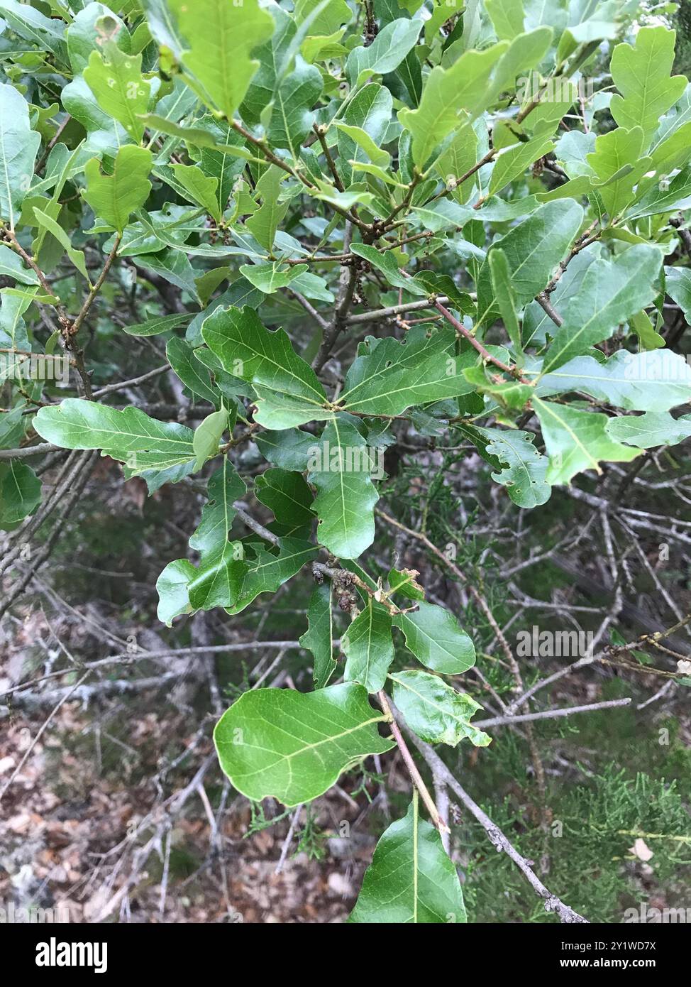White Shin Oak (Quercus sinuata breviloba) Plantae Stock Photo - Alamy