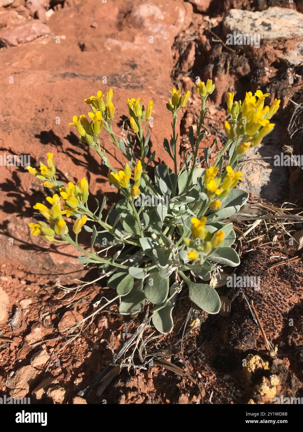 bladderpods (Physaria) Plantae Stock Photo - Alamy