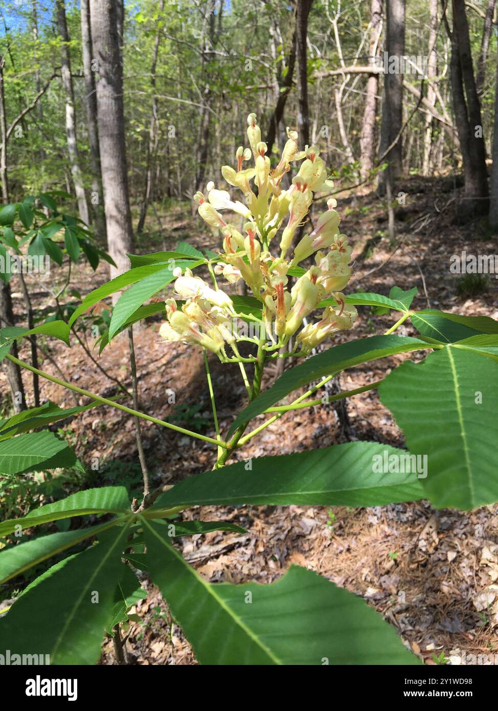 painted buckeye (Aesculus sylvatica) Plantae Stock Photo - Alamy