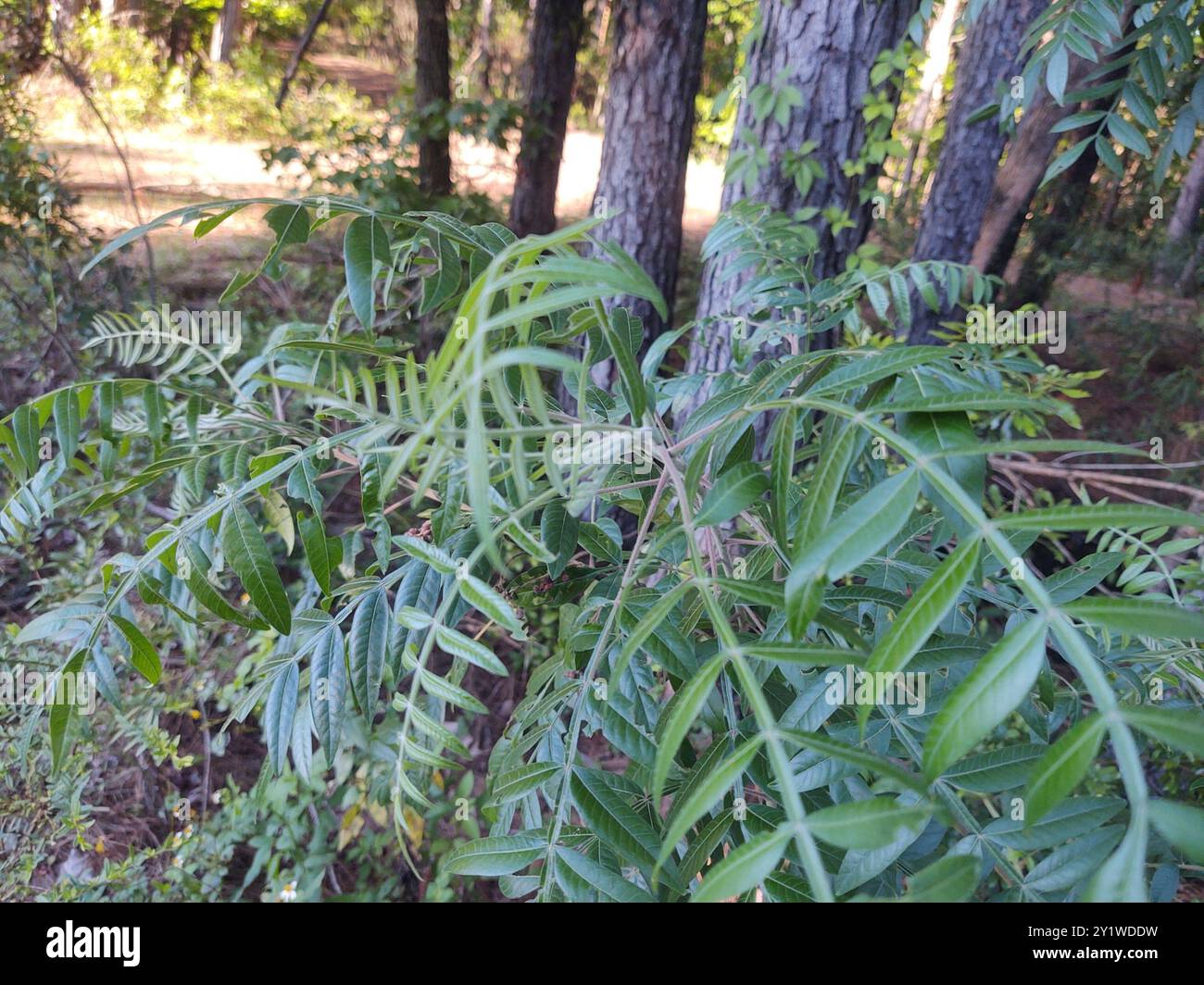 shining sumac (Rhus copallinum) Plantae Stock Photo - Alamy