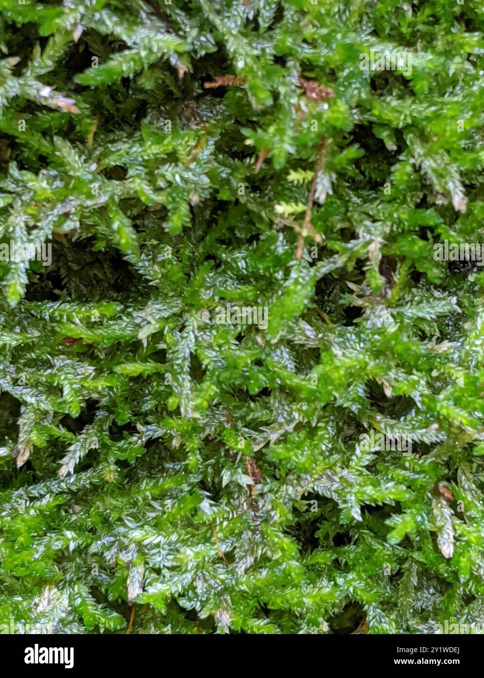 shingle moss (Neckera pennata) Plantae Stock Photo - Alamy