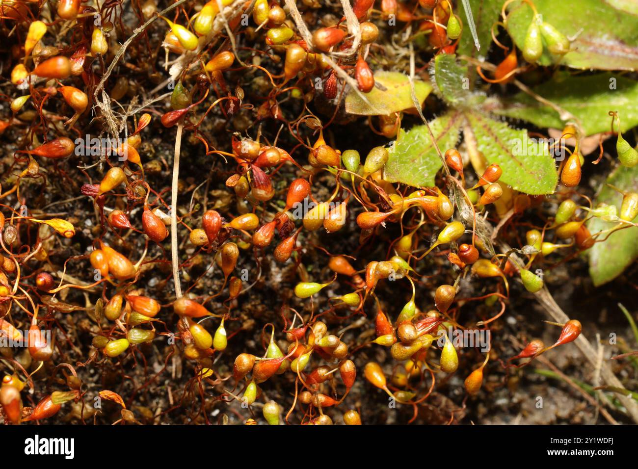 Bonfire moss (Funaria hygrometrica) Plantae Stock Photo - Alamy