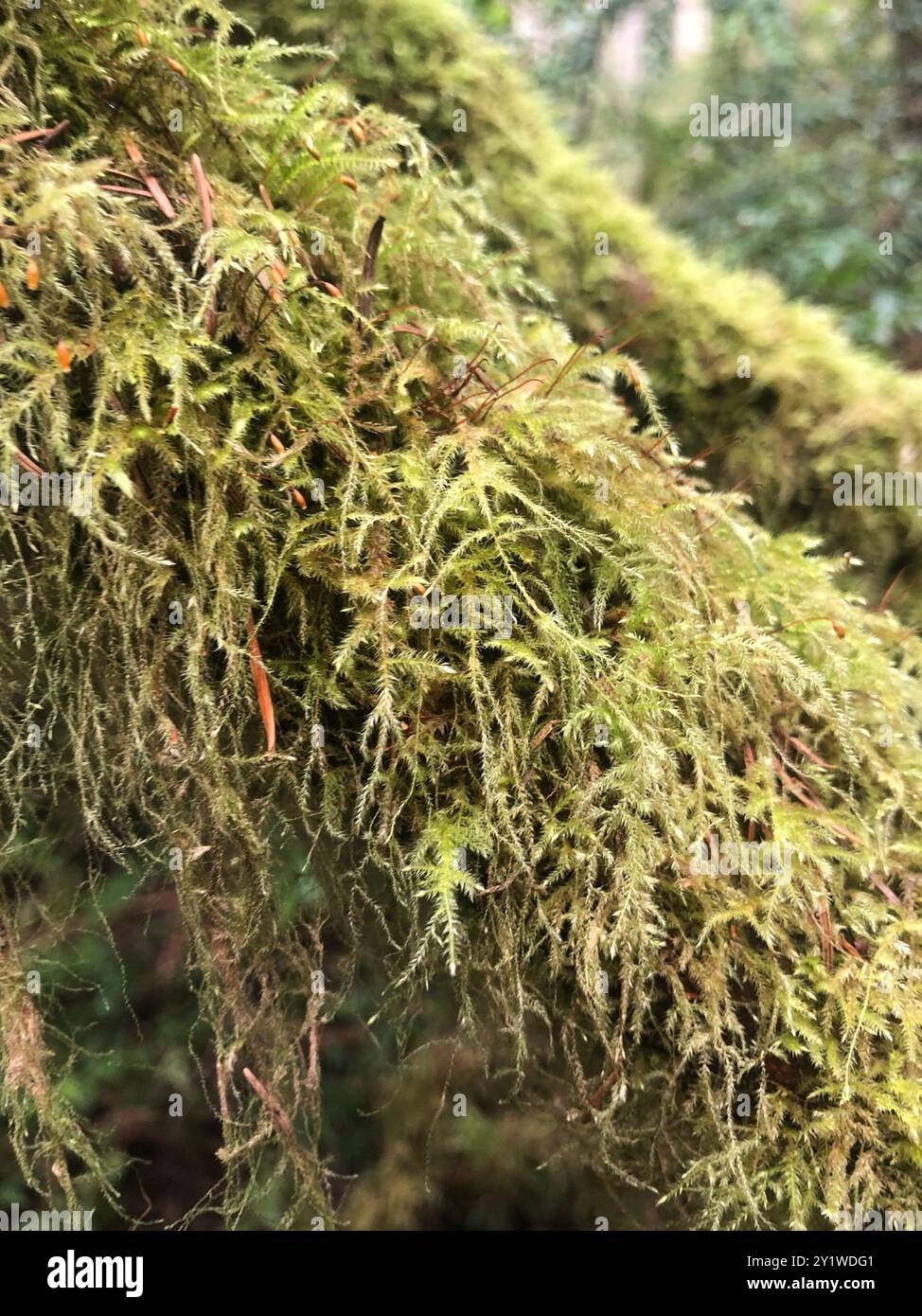 Cat's Tail Moss (Pseudisothecium stoloniferum) Plantae Stock Photo - Alamy