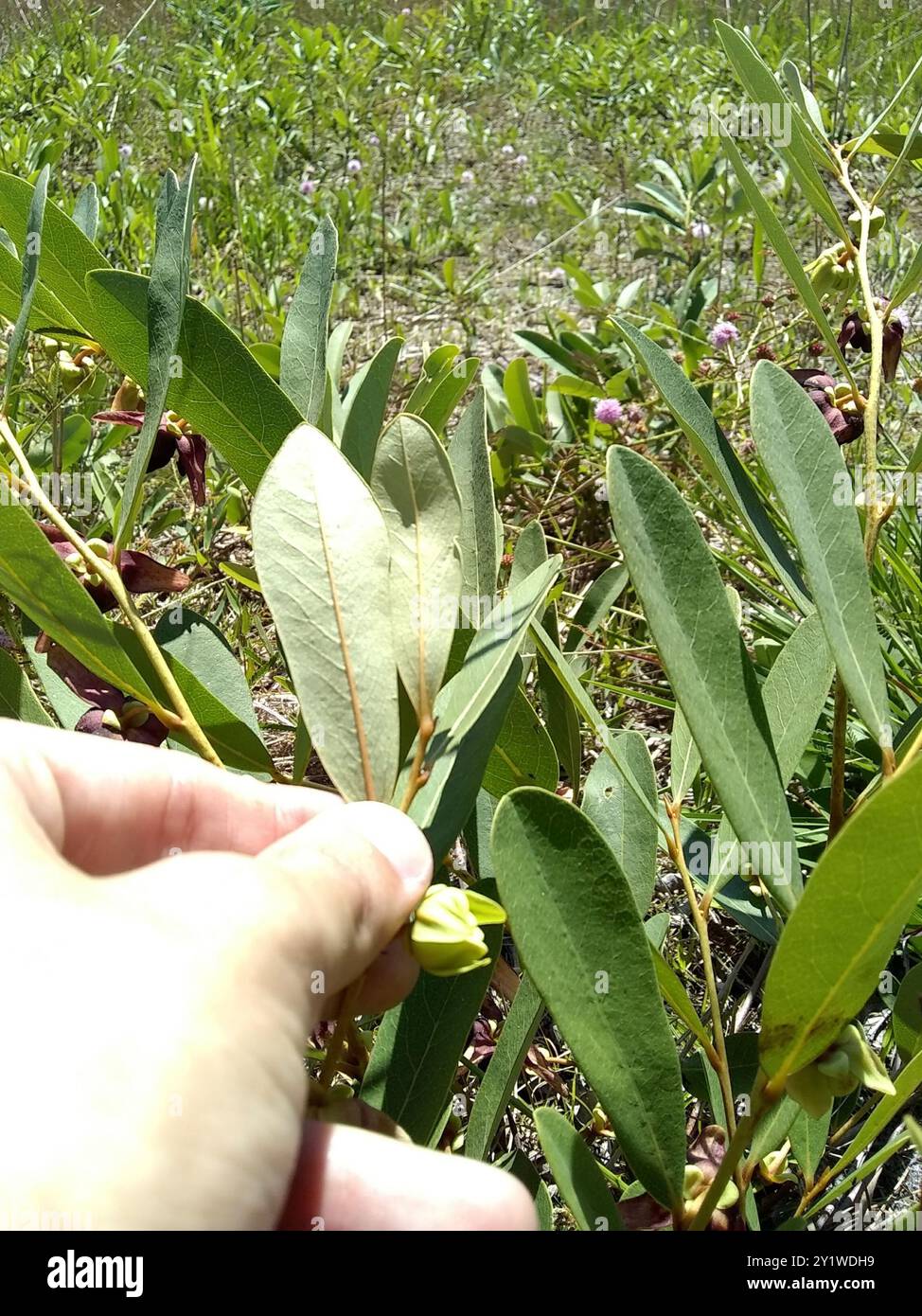 Gopher-berry (Asimina pygmea) Plantae Stock Photo - Alamy