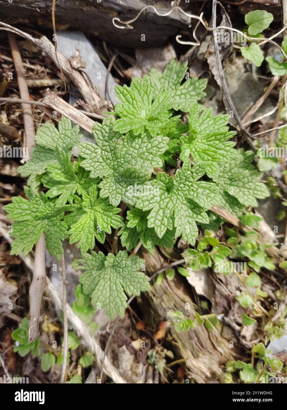 common motherwort (Leonurus cardiaca) Plantae Stock Photo - Alamy