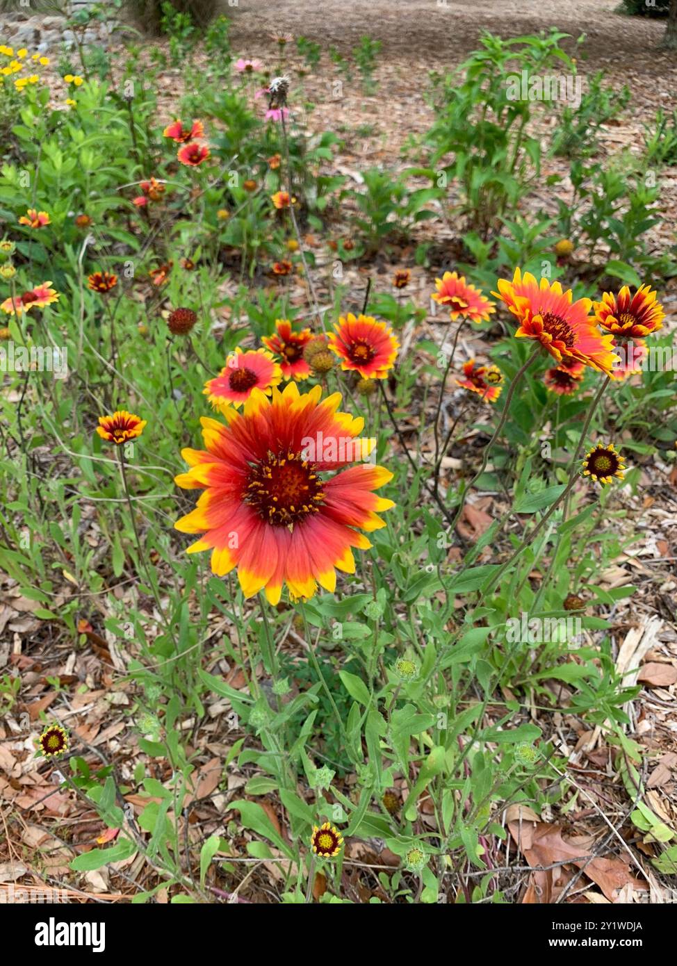 Indian blanket (Gaillardia pulchella) Plantae Stock Photo - Alamy