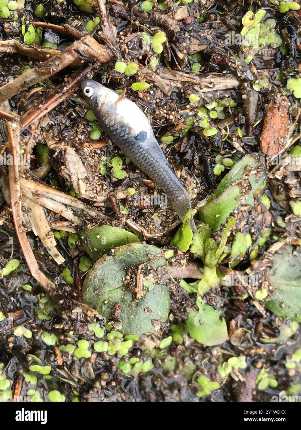 Western Mosquitofish (Gambusia affinis) Actinopterygii Stock Photo - Alamy