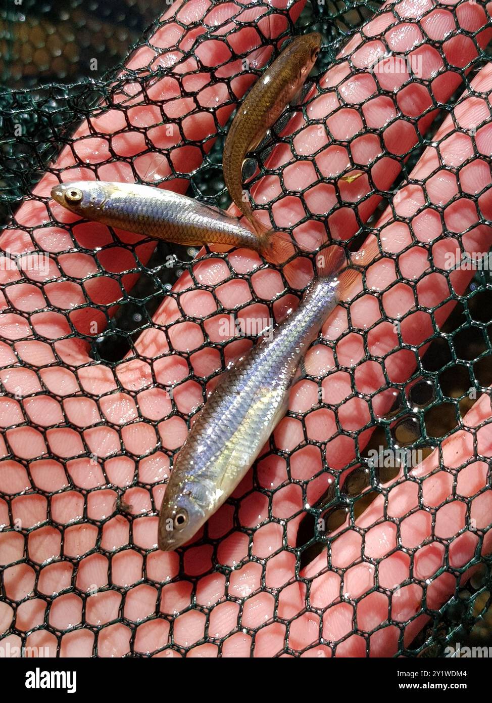 Satinfin Shiners (Cyprinella) Actinopterygii Stock Photo - Alamy