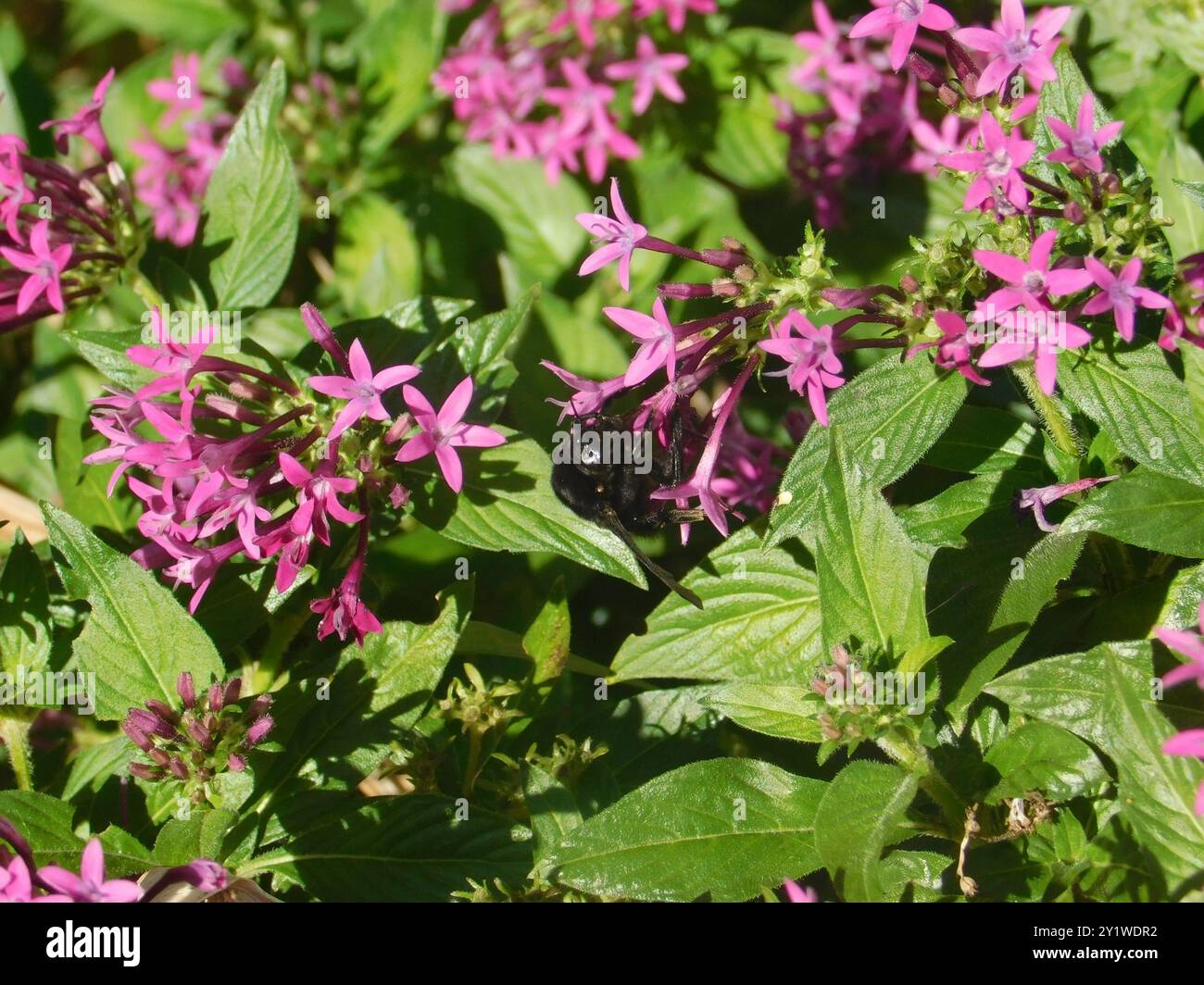 (Bombus morio) Insecta Stock Photo - Alamy