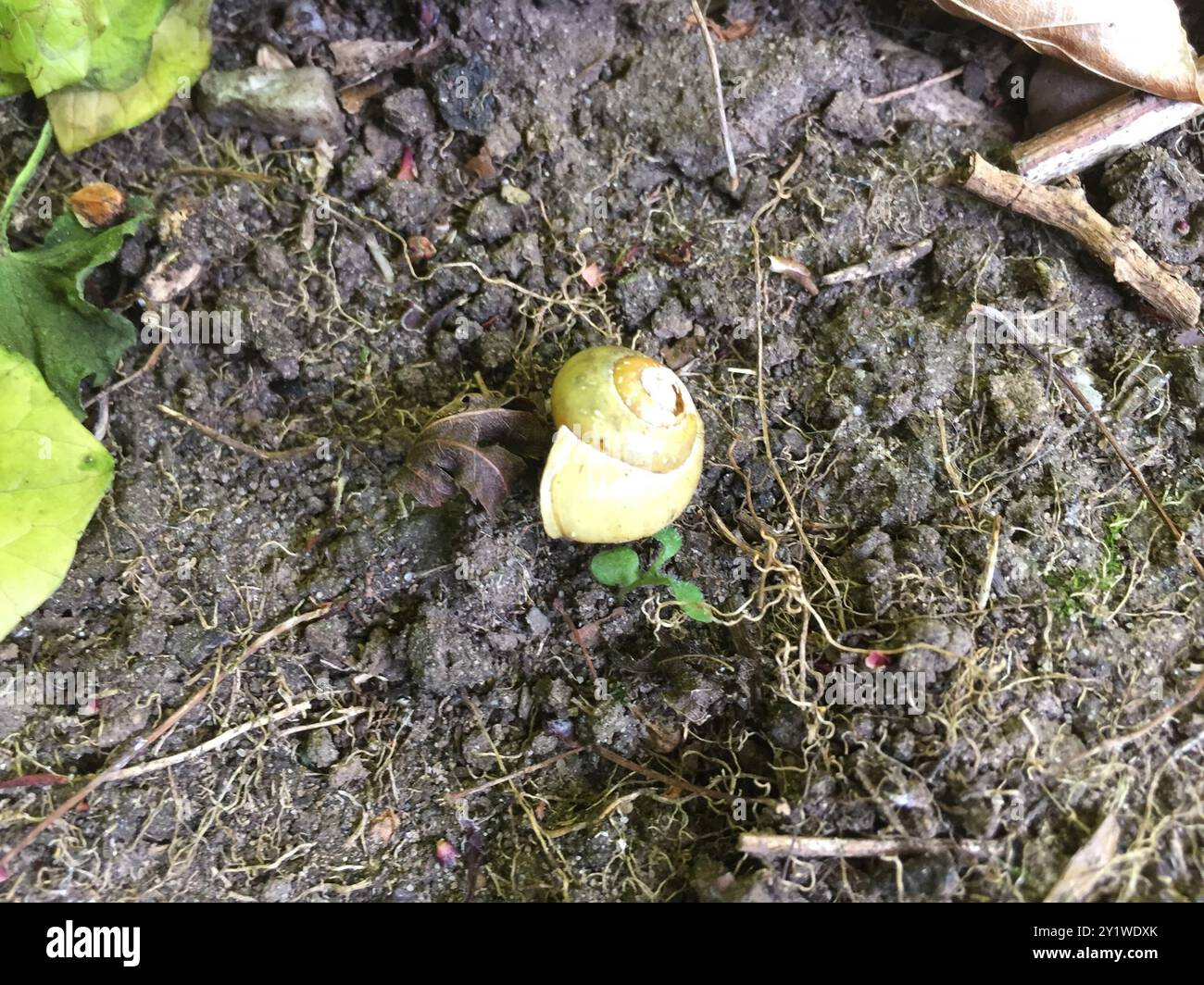 White-lipped Snail (Cepaea hortensis) Mollusca Stock Photo - Alamy