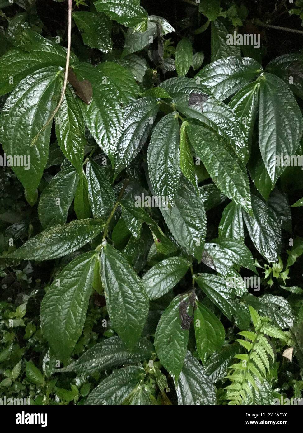 Broadleaf Elatostema (Elatostema platyphyllum) Plantae Stock Photo - Alamy