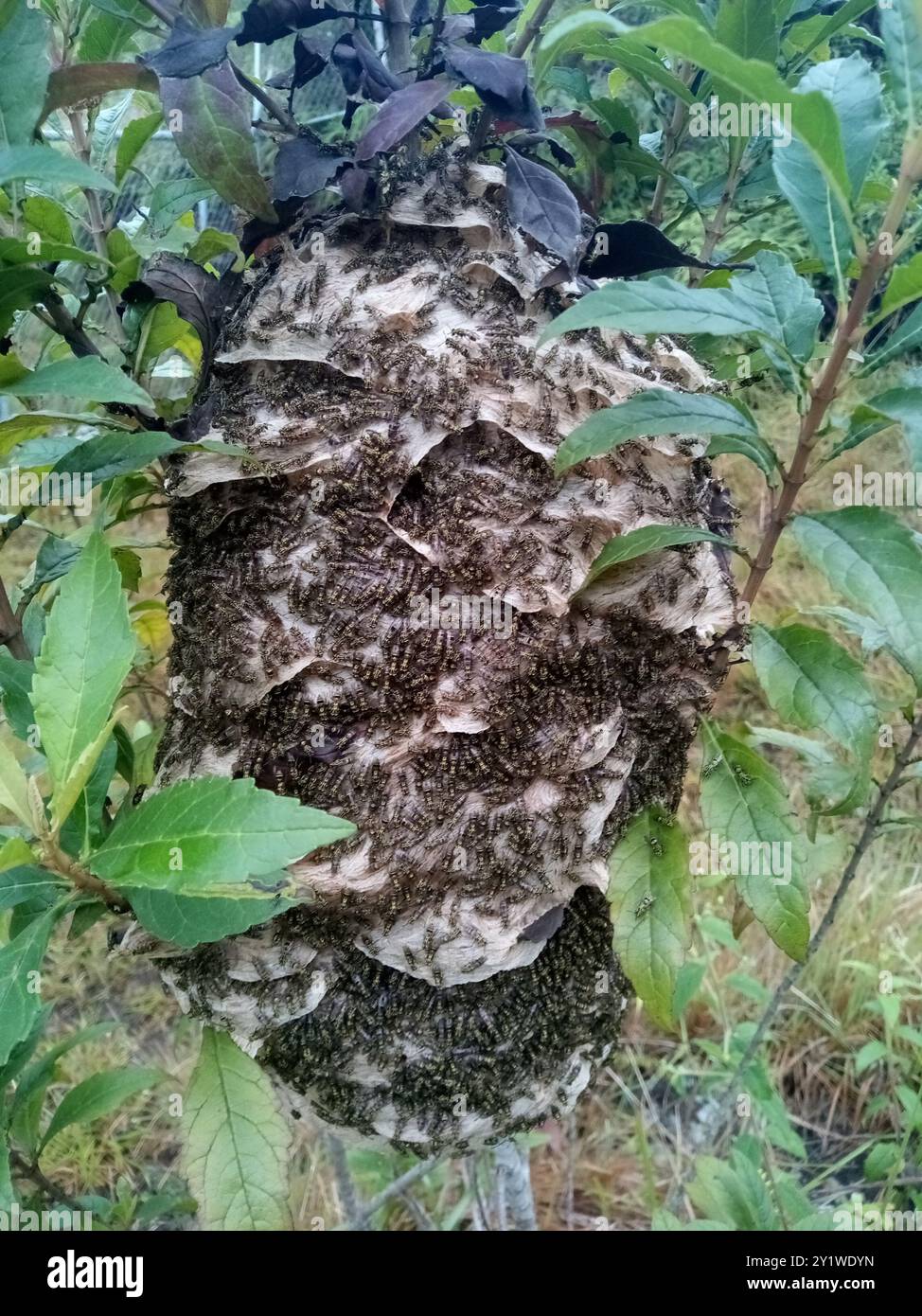 (Protopolybia acutiscutis) Insecta Stock Photo - Alamy