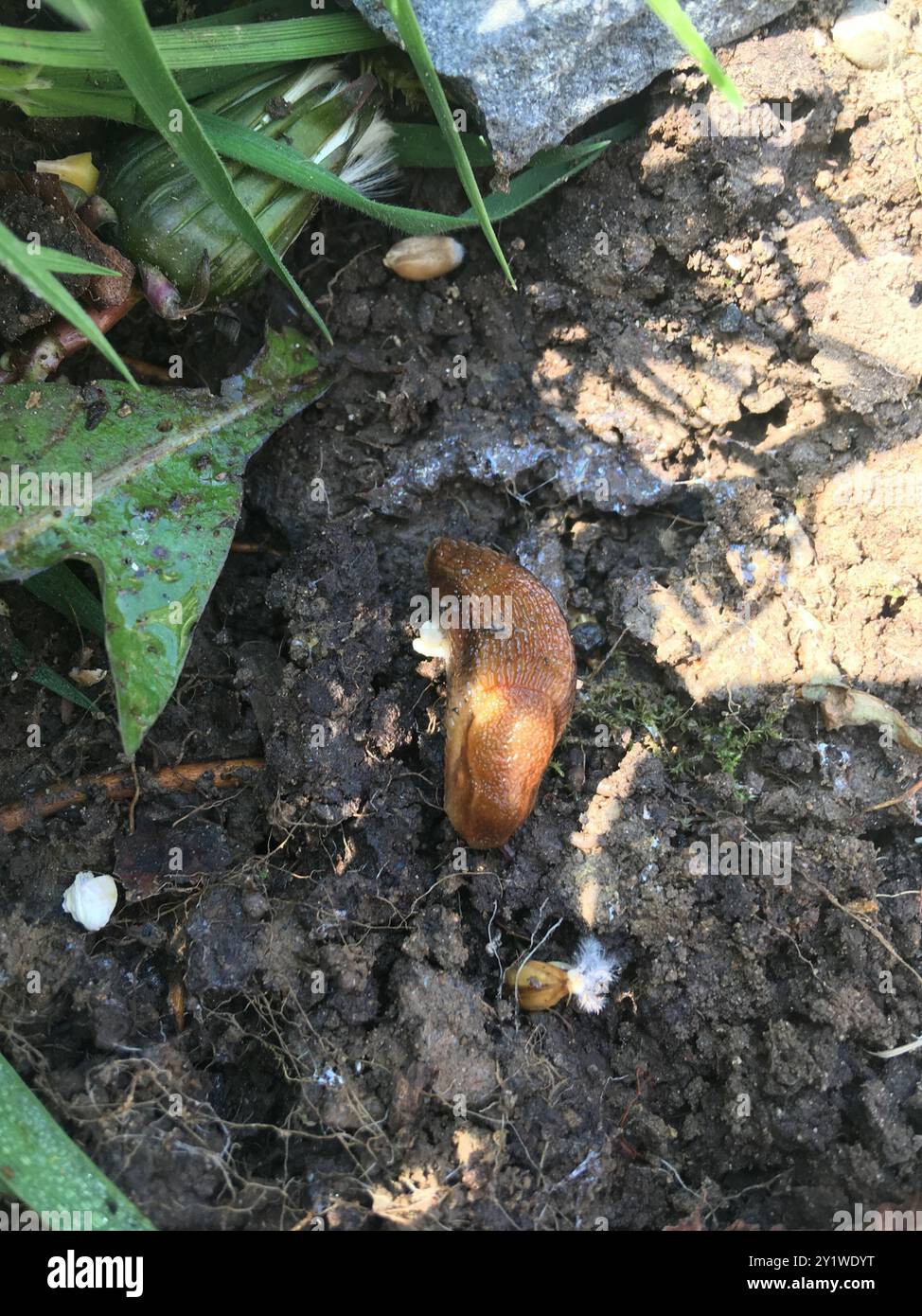 Western Dusky Slug (Arion subfuscus) Mollusca Stock Photo - Alamy