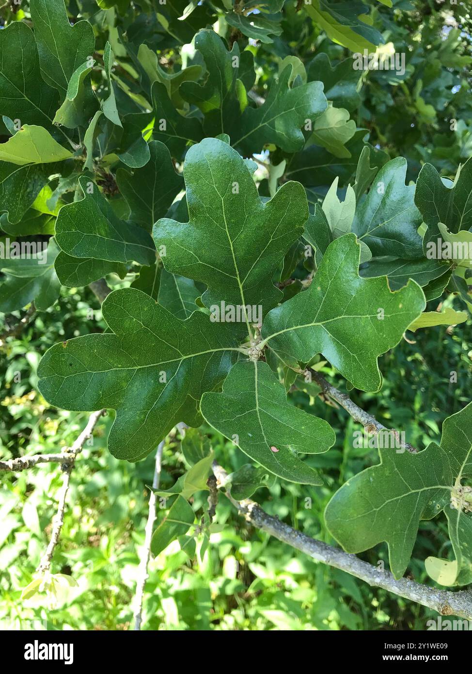 post oak (Quercus stellata) Plantae Stock Photo - Alamy