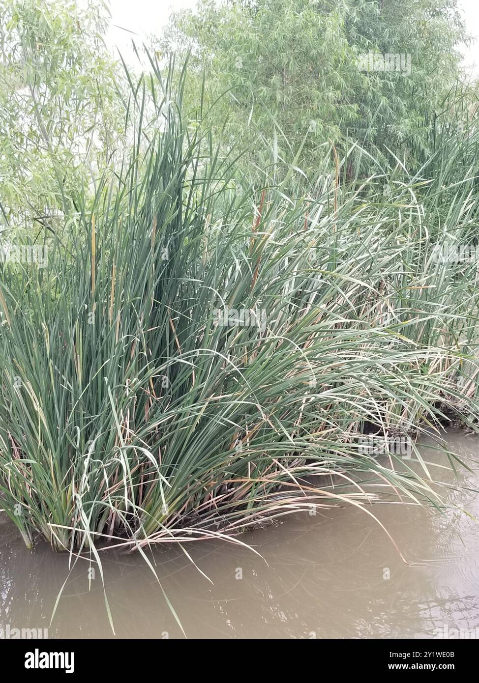 southern cattail (Typha domingensis) Plantae Stock Photo - Alamy