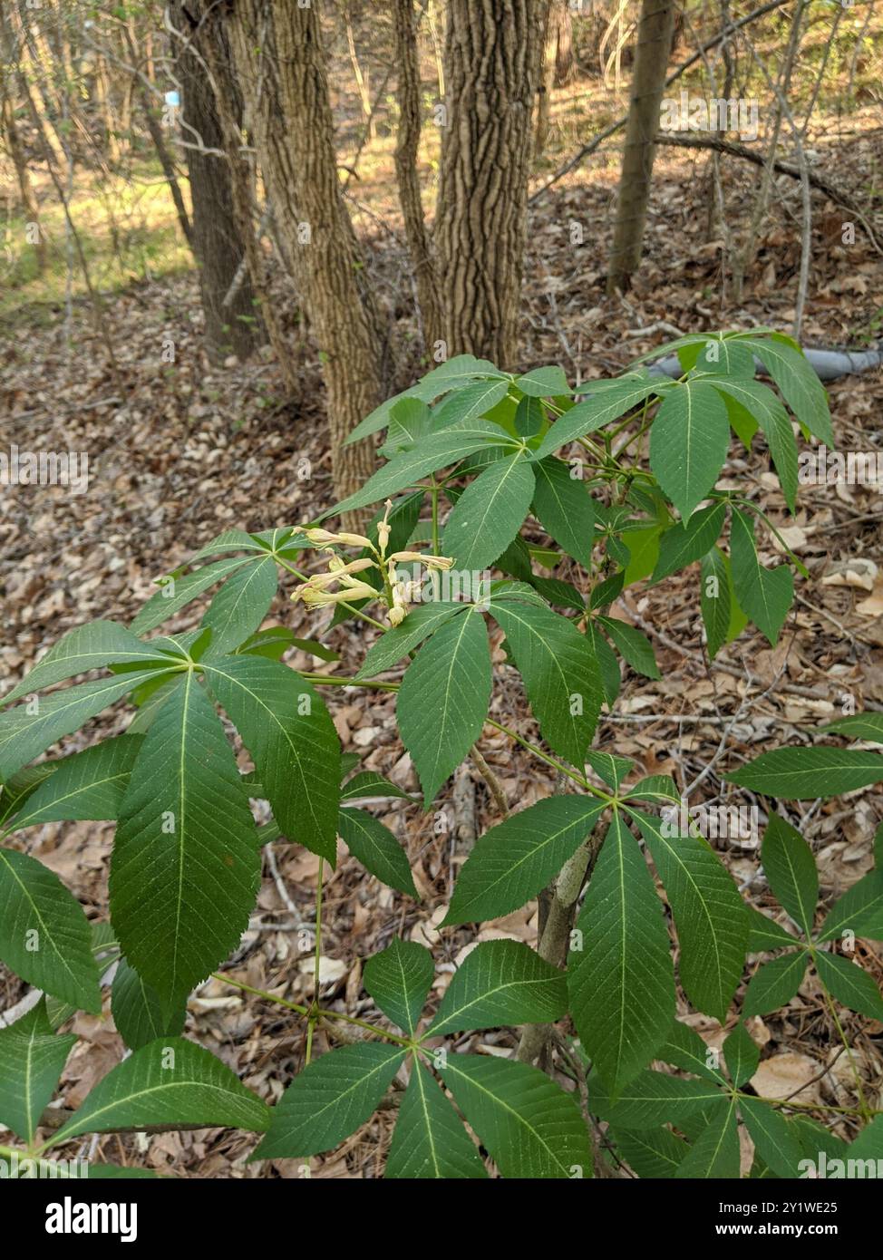 painted buckeye (Aesculus sylvatica) Plantae Stock Photo - Alamy