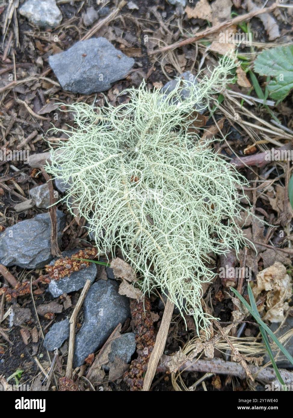 beard lichens (Usnea) Fungi Stock Photo - Alamy