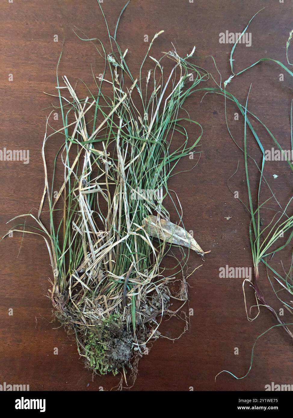 Slender Oak Sedge (Carex albicans australis) Plantae Stock Photo - Alamy