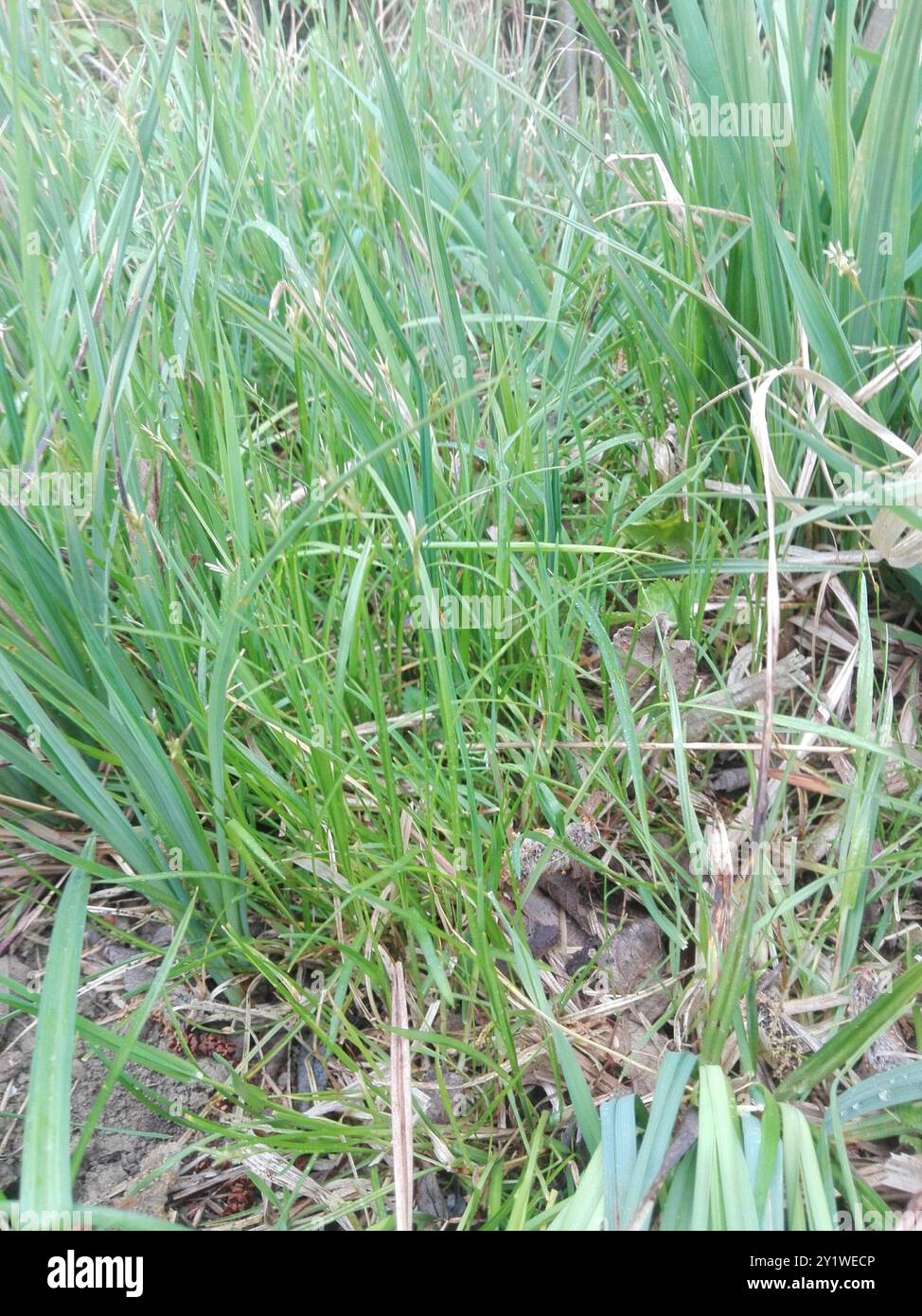 alpine grass (Carex brizoides) Plantae Stock Photo - Alamy