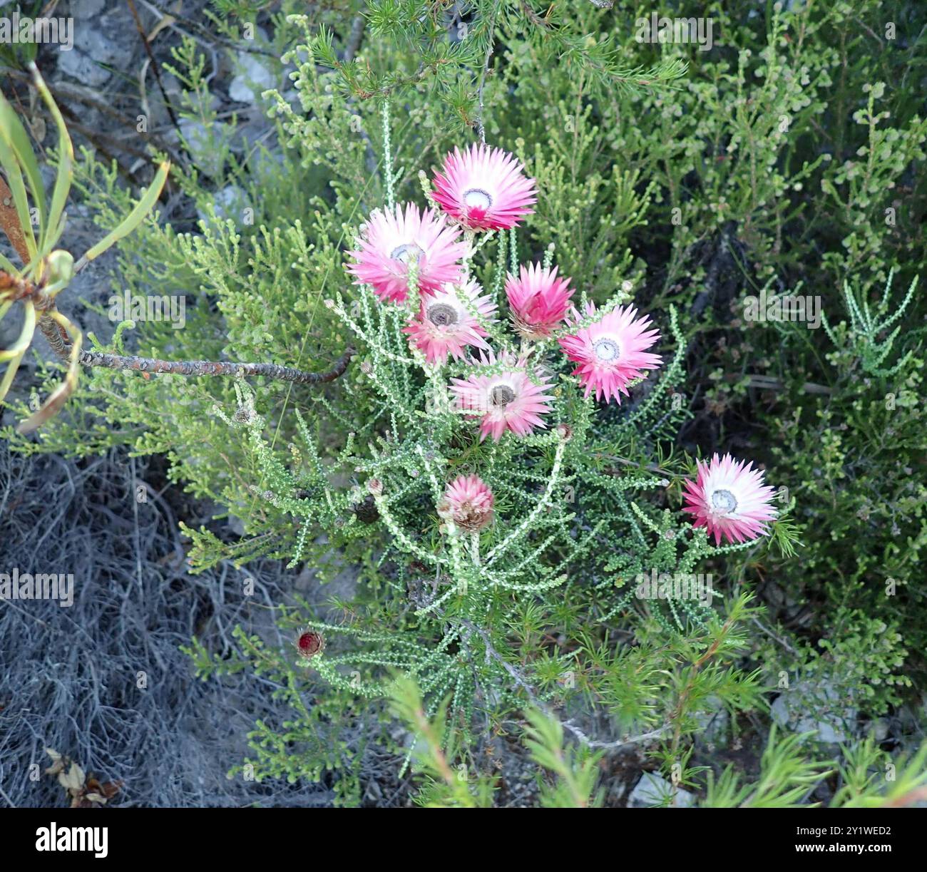 Cape everlasting (Phaenocoma prolifera) Plantae Stock Photo - Alamy