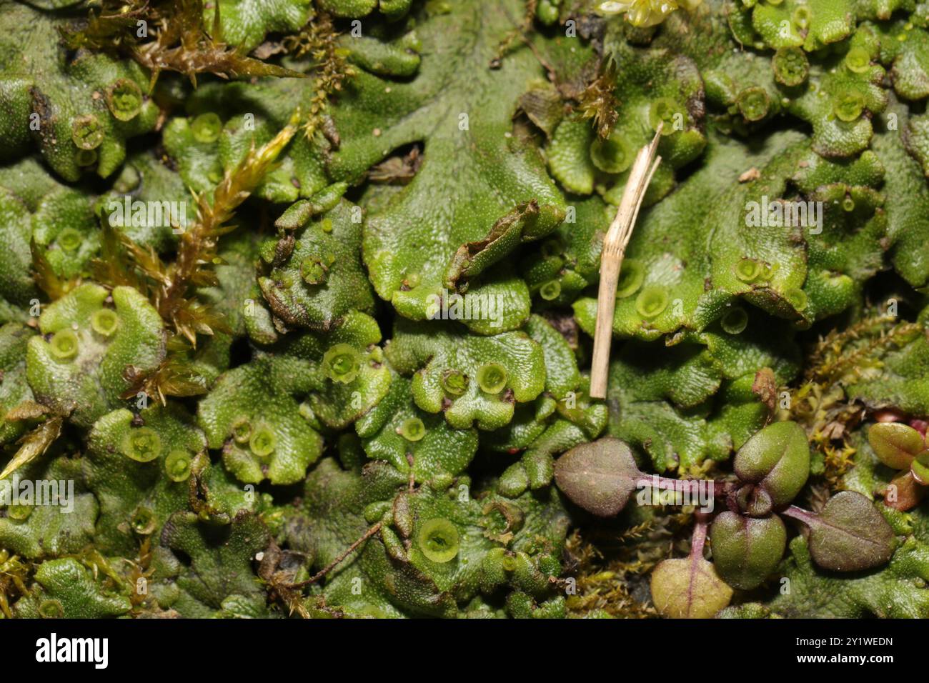 Common Liverwort (Marchantia polymorpha) Plantae Stock Photo - Alamy