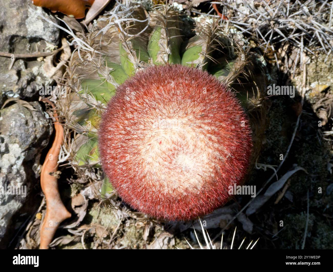 (Melocactus andinus hernandezii) Plantae Stock Photo - Alamy