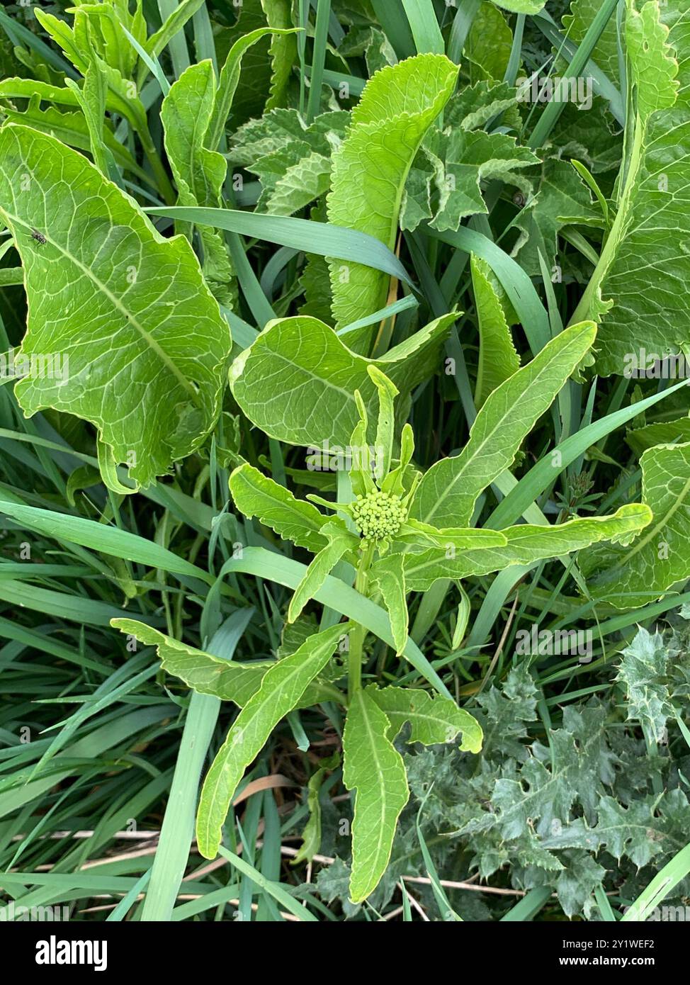 Horseradish (Armoracia rusticana) Plantae Stock Photo - Alamy