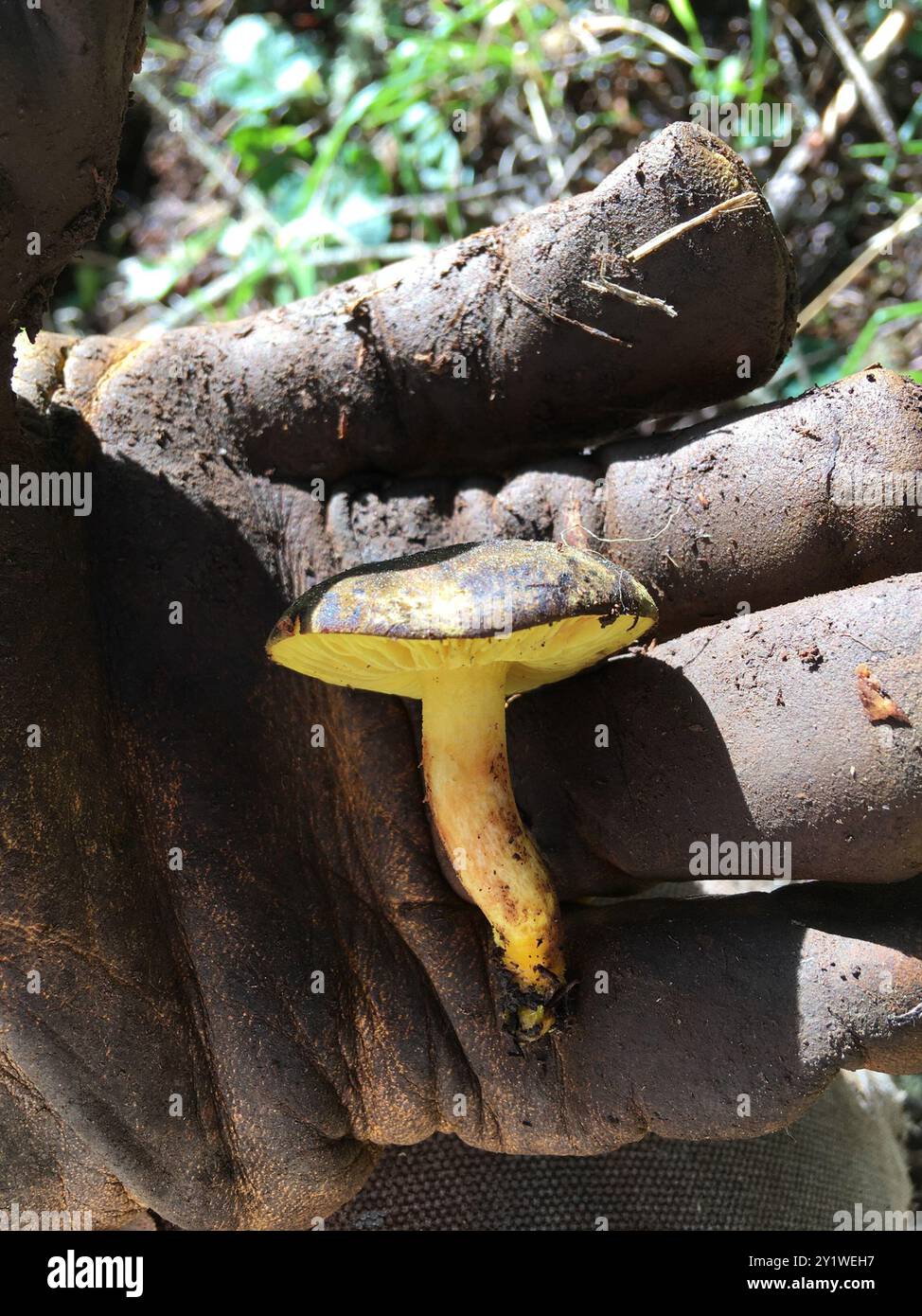Western Gilled Bolete (Phylloporus arenicola) Fungi Stock Photo - Alamy