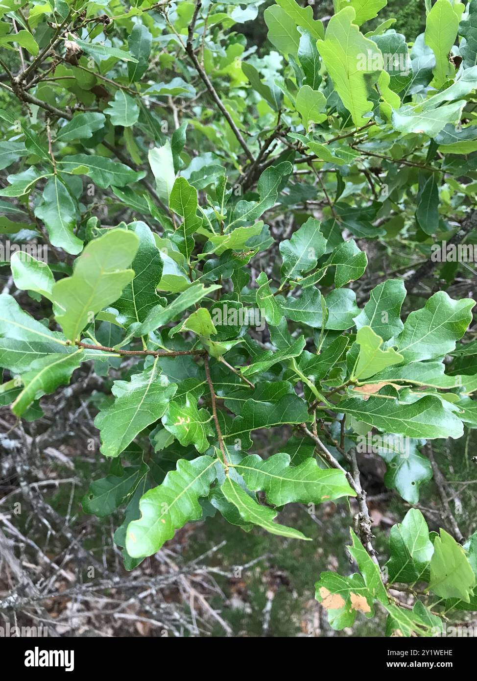 White Shin Oak (Quercus sinuata breviloba) Plantae Stock Photo - Alamy