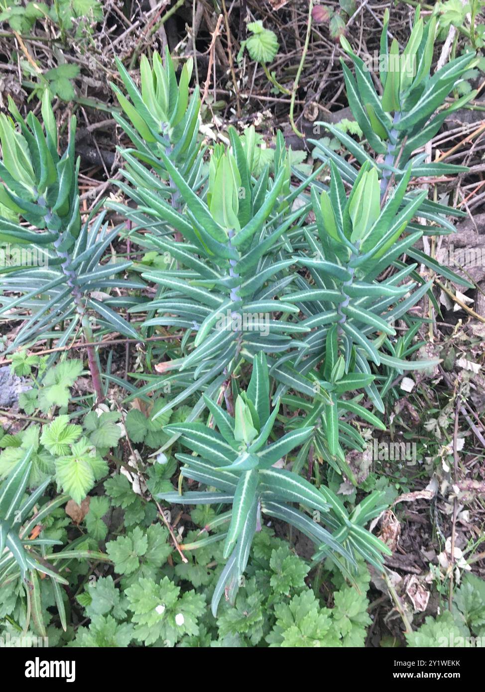 caper spurge (Euphorbia lathyris) Plantae Stock Photo - Alamy