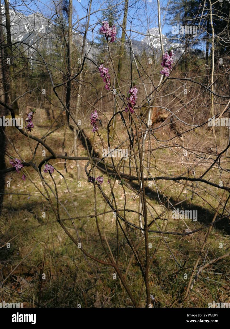 Mezereon (Daphne mezereum) Plantae Stock Photo - Alamy