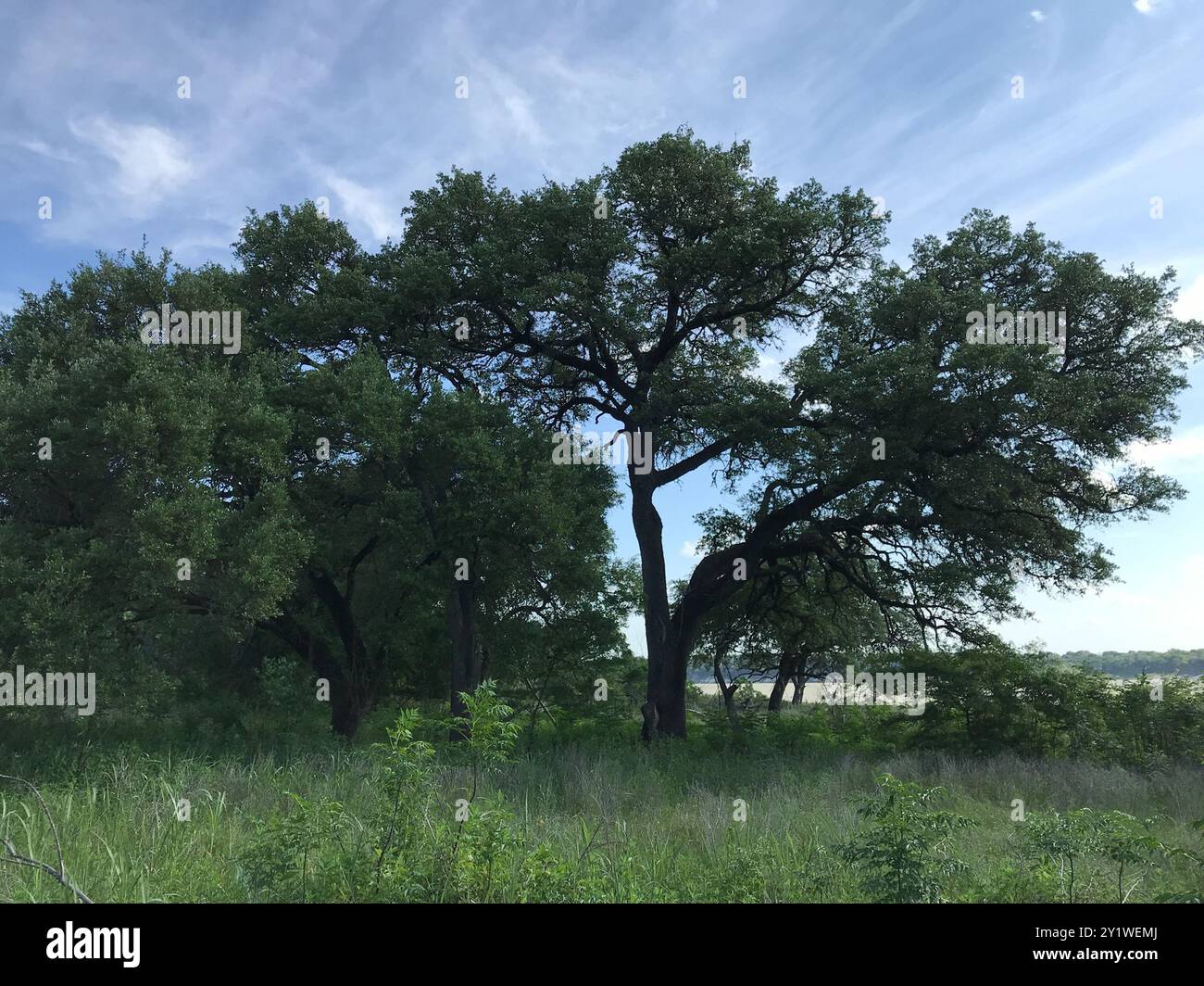 Texas live oak (Quercus fusiformis) Plantae Stock Photo - Alamy