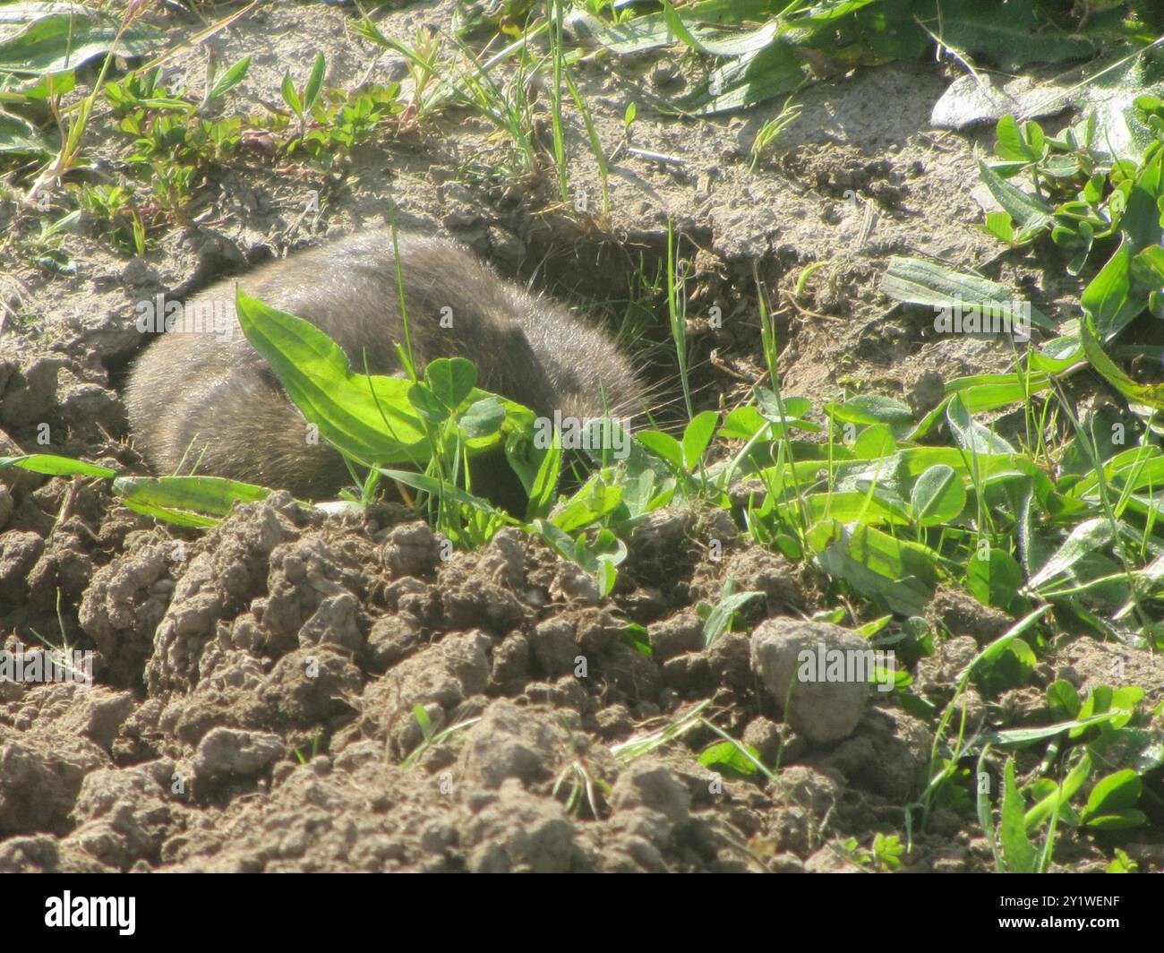Camas Pocket Gopher (Thomomys bulbivorus) Mammalia Stock Photo - Alamy