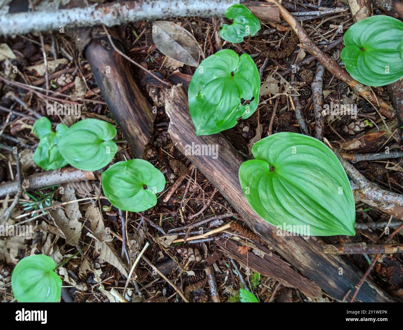 Western Lily of the Valley (Maianthemum dilatatum) Plantae Stock Photo ...