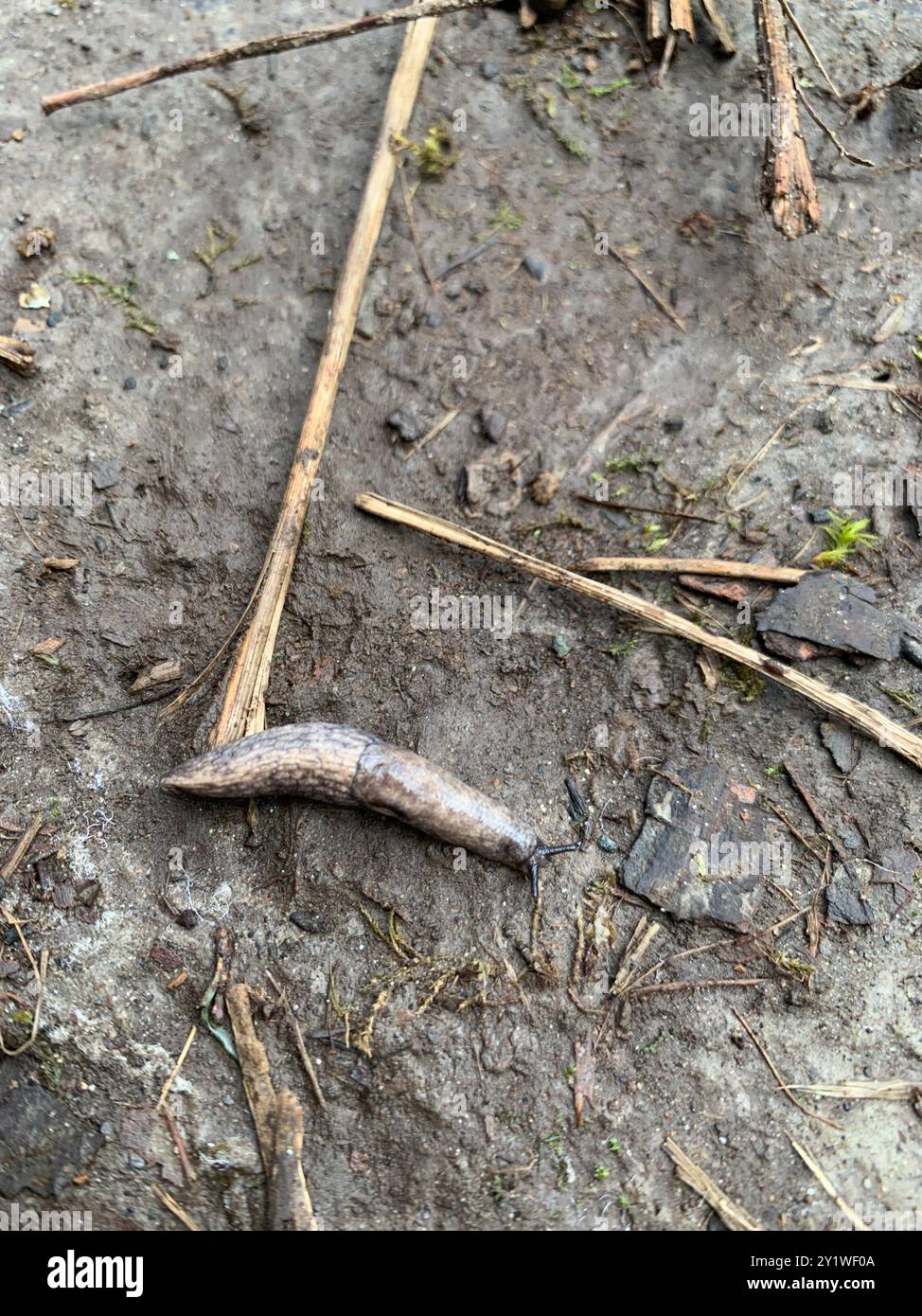 Milky Slug (Deroceras reticulatum) Mollusca Stock Photo - Alamy