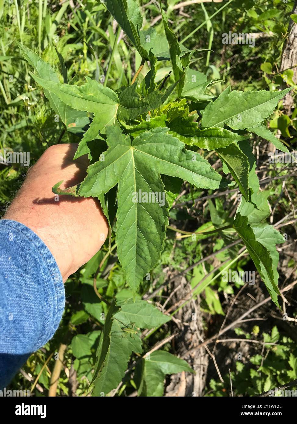 Halberd-leaf Rosemallow (Hibiscus laevis) Plantae Stock Photo - Alamy