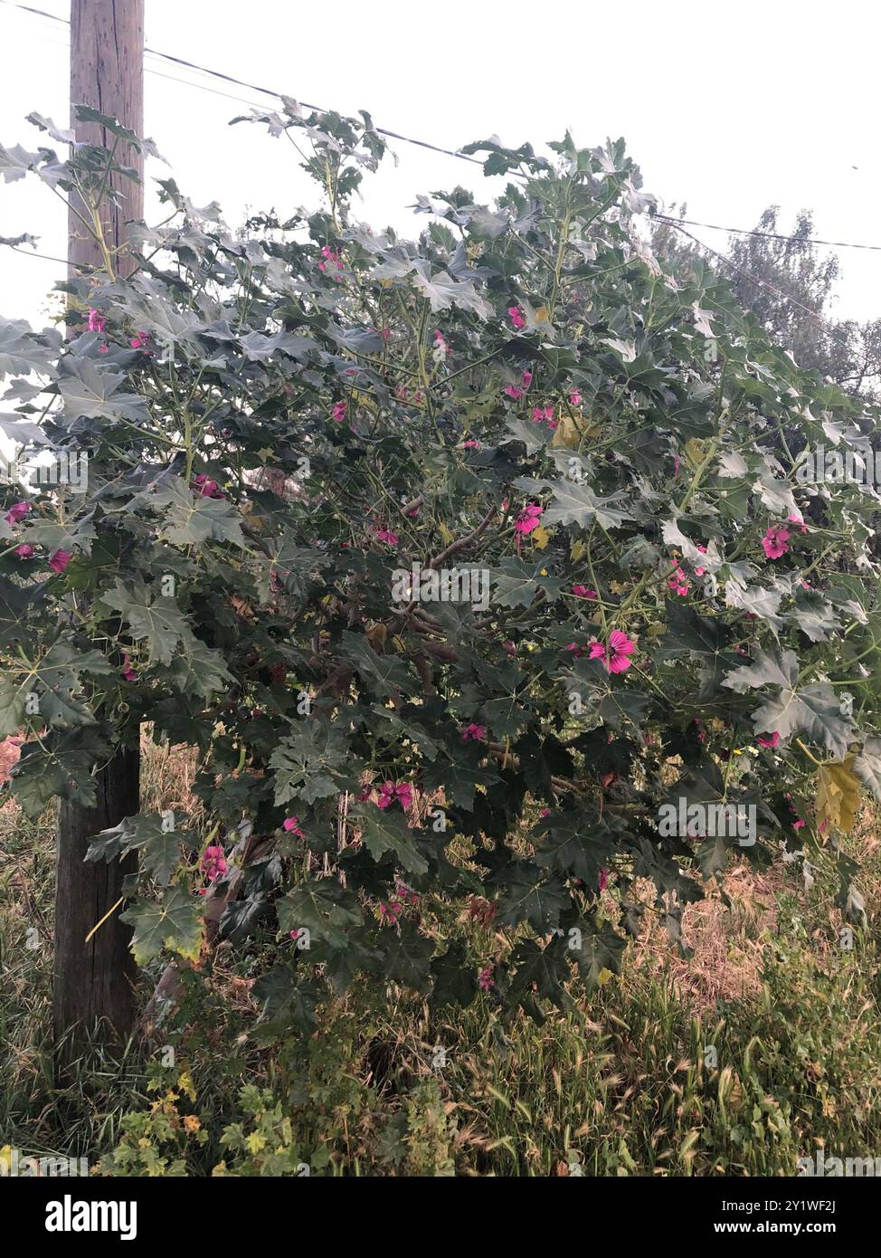 Island Mallow (Malva assurgentiflora) Plantae Stock Photo - Alamy