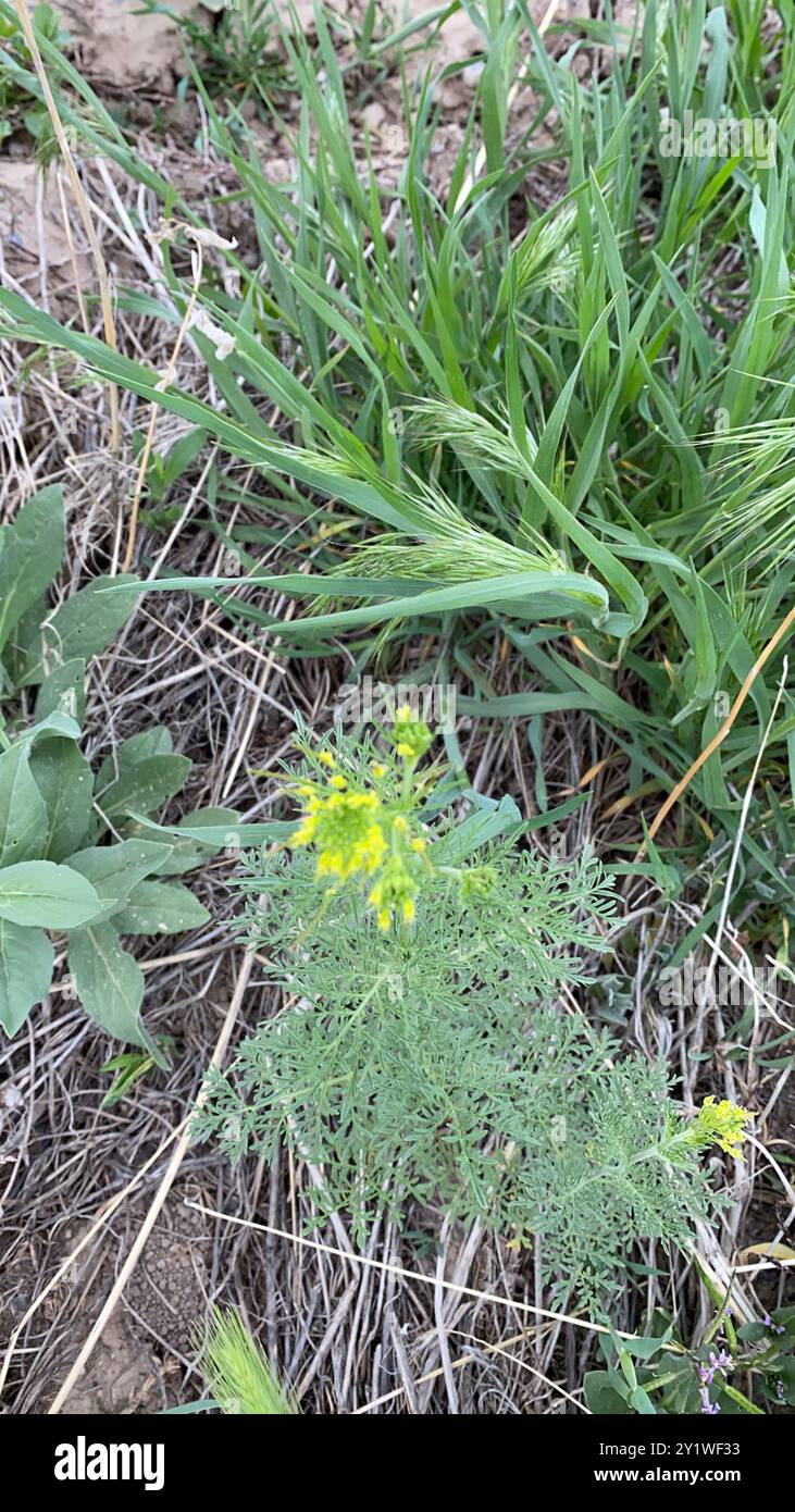 Western Tansymustard (Descurainia pinnata) Plantae Stock Photo - Alamy