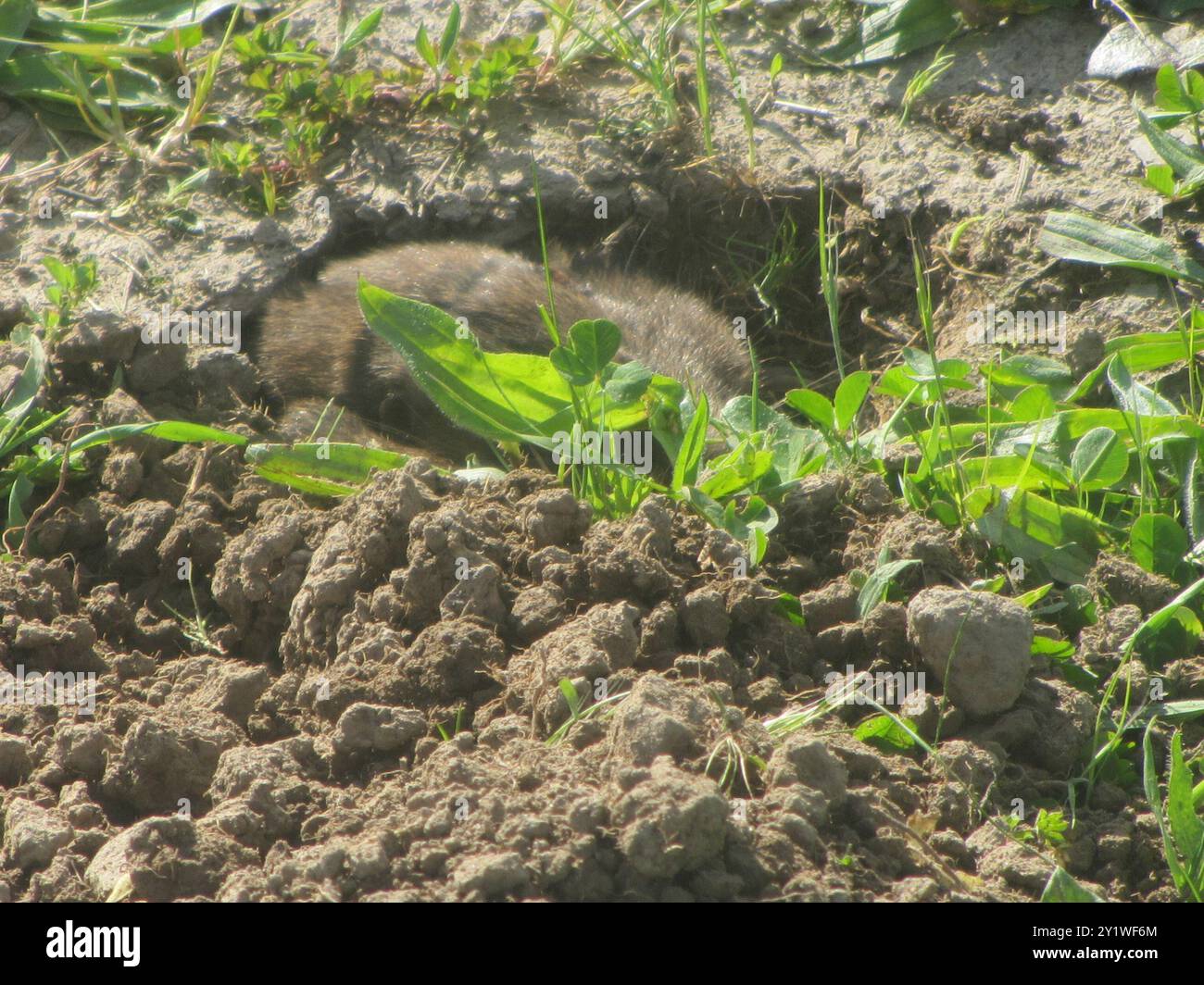 Camas Pocket Gopher (Thomomys bulbivorus) Mammalia Stock Photo - Alamy
