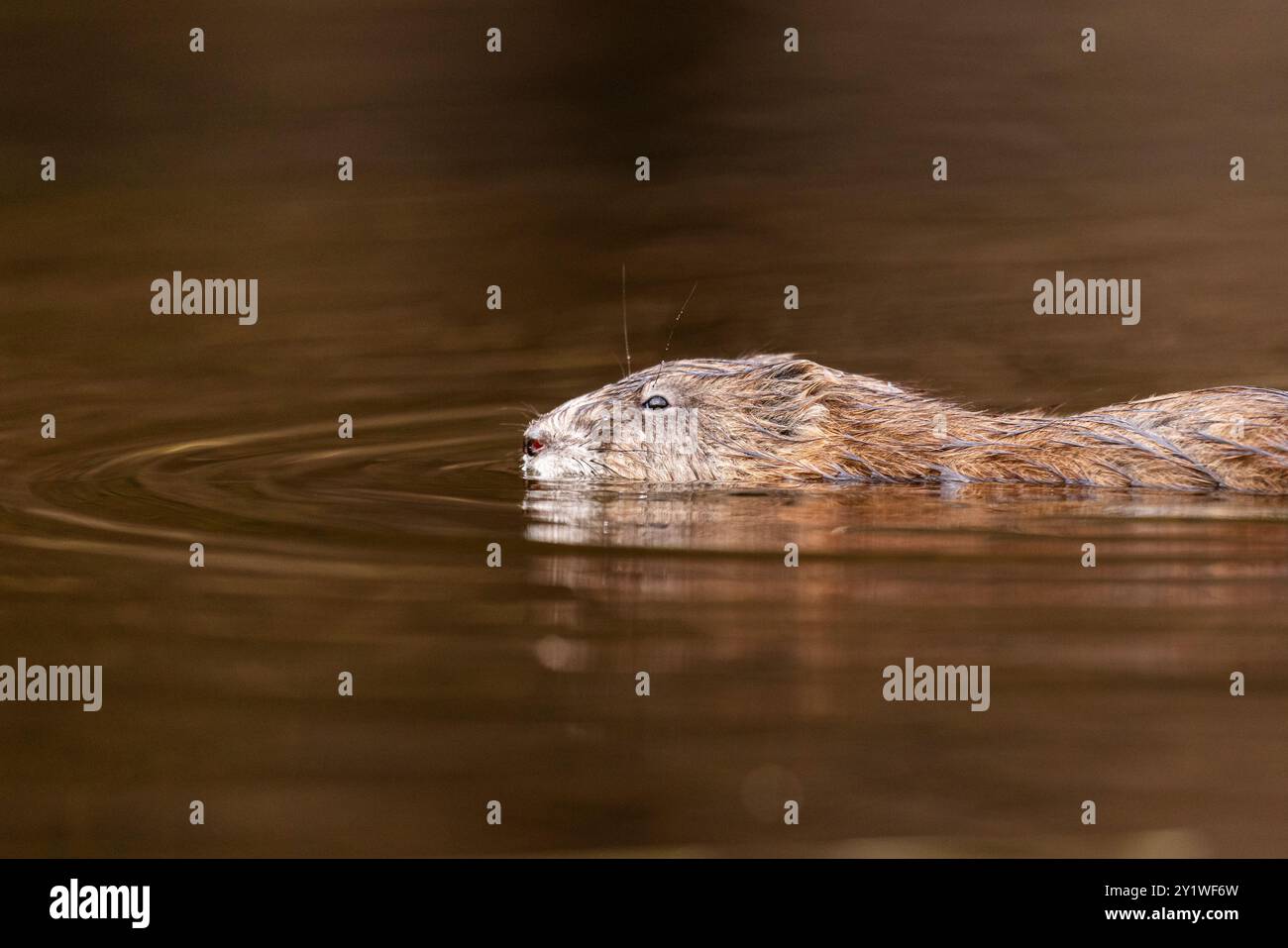 Muskrat swimming in a lake Stock Photo - Alamy