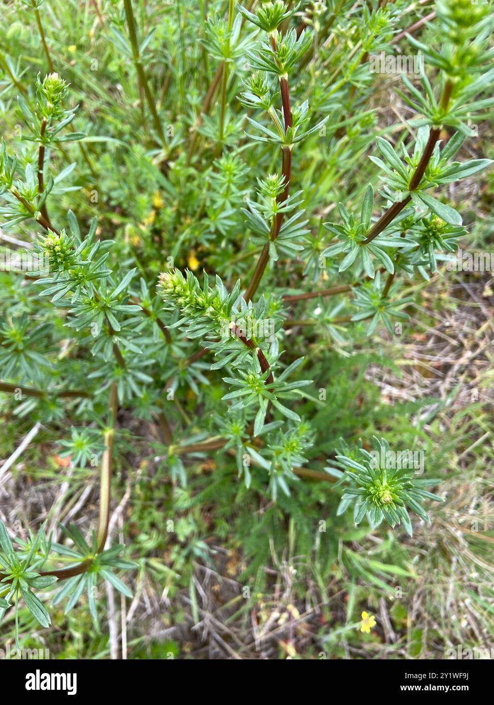 white bedstraw (Galium album) Plantae Stock Photo - Alamy